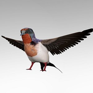3D Swallow Models - Browse & Download Formats - TurboSquid