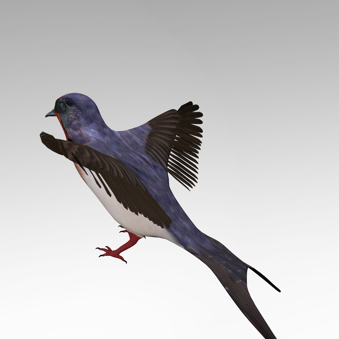 swallow 3d model