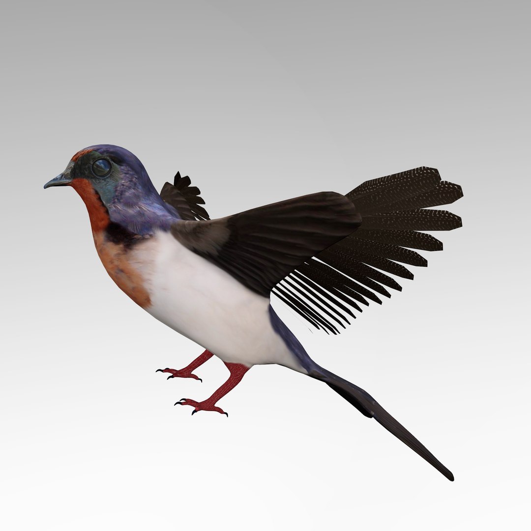swallow 3d model