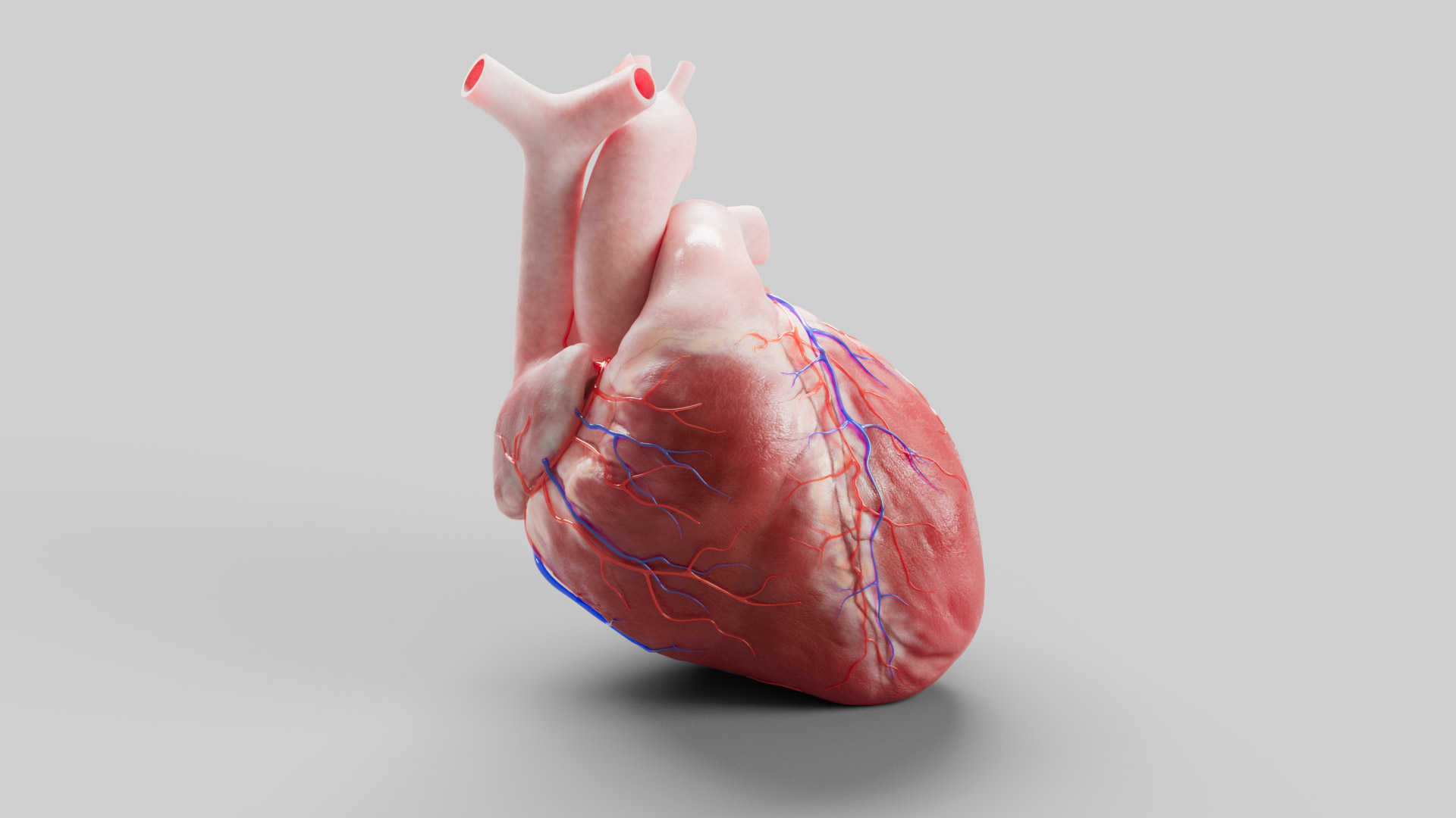 Human Heart Medical Model 3D Model - TurboSquid 2249456
