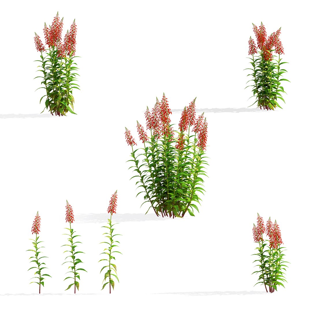 3D Lobelia Cardinalis Flower Model - TurboSquid 2181748