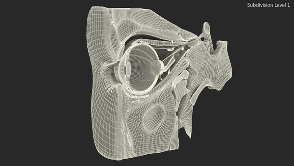 modelo 3d Sección transversal de la anatomía del ojo derecho ...