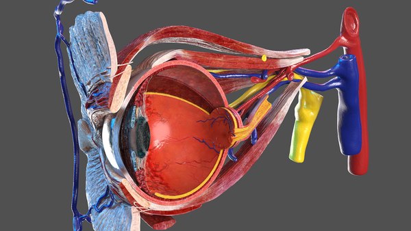 modelo 3d Sección transversal de la anatomía del ojo derecho ...