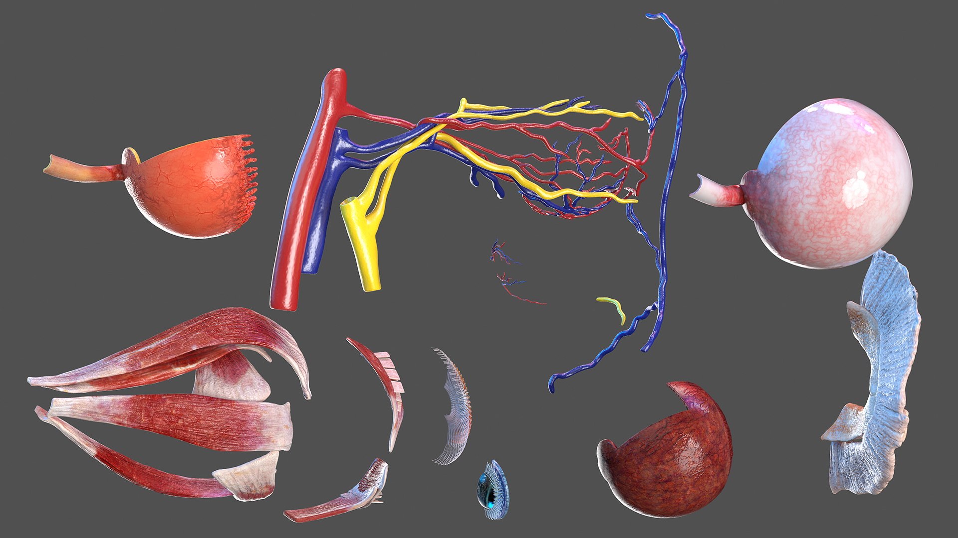 3D model eye anatomy cross-section right - TurboSquid 1511496
