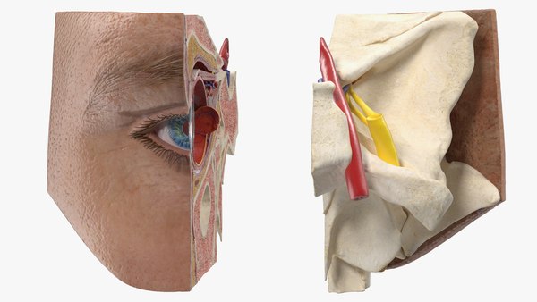 modelo 3d Sección transversal de la anatomía del ojo derecho ...