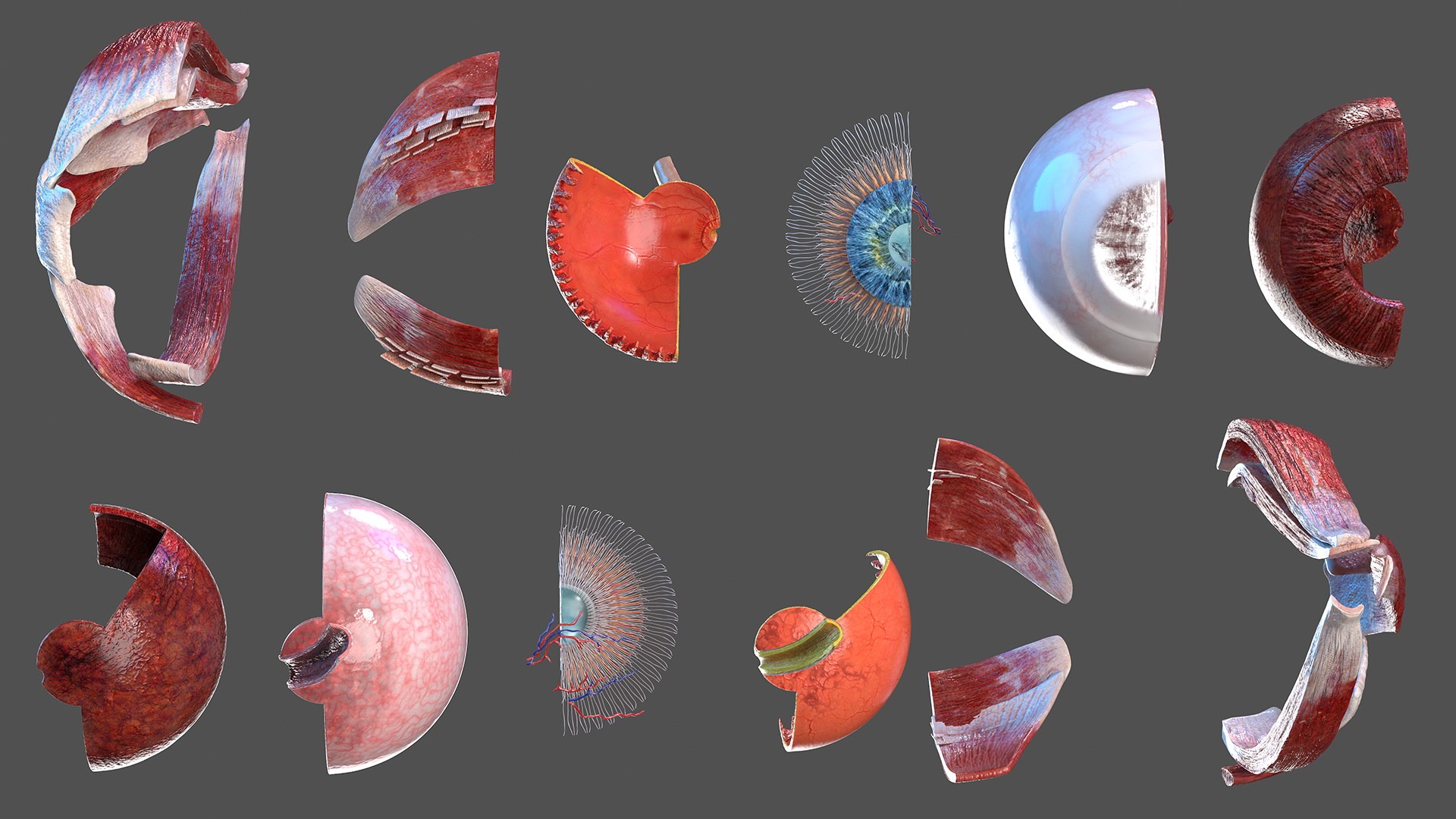 3D model eye anatomy cross-section right - TurboSquid 1511496