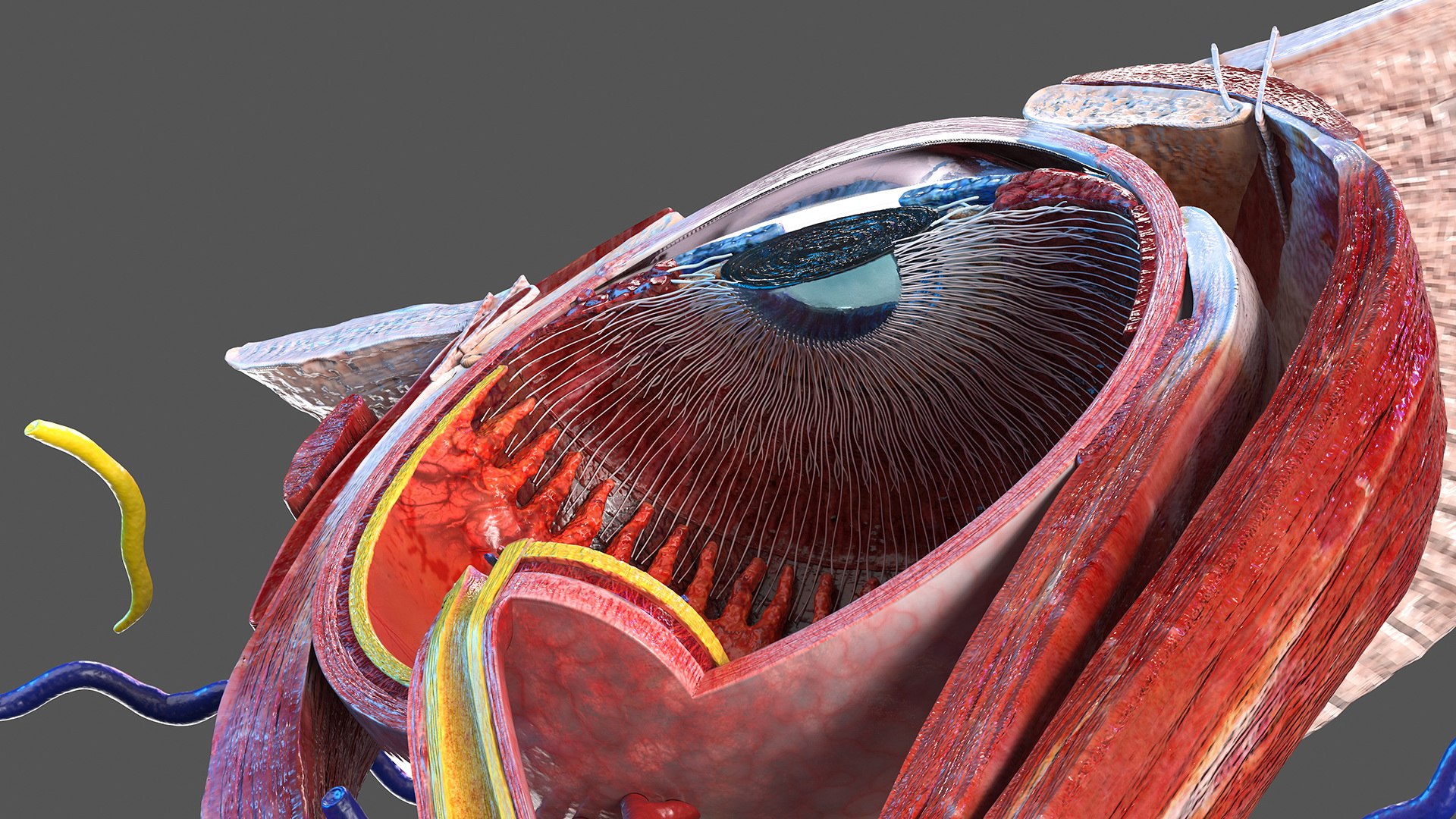 3D model eye anatomy cross-section right - TurboSquid 1511496