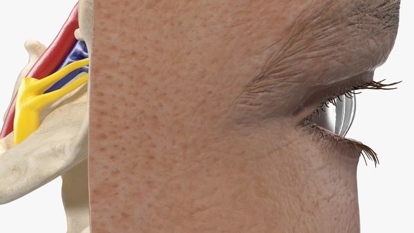 modelo 3d Sección transversal de la anatomía del ojo derecho ...