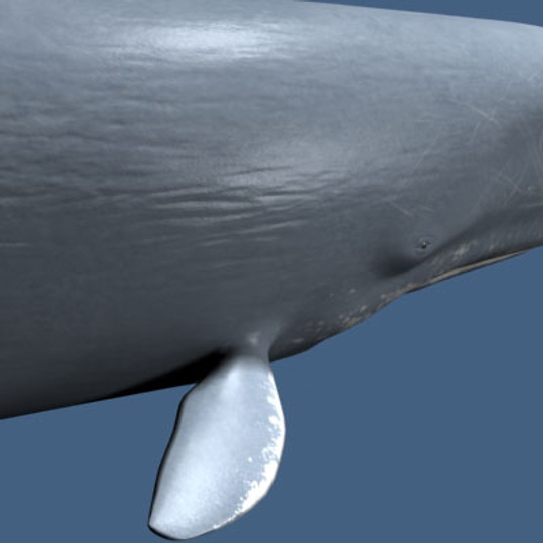 Sperm Whale 3d Ma