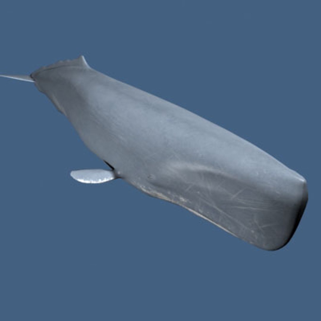 Sperm Whale 3d Ma