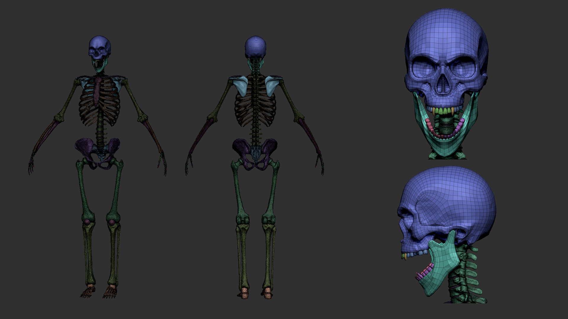 Skeleton Zbrush 3D Model - TurboSquid 1699596