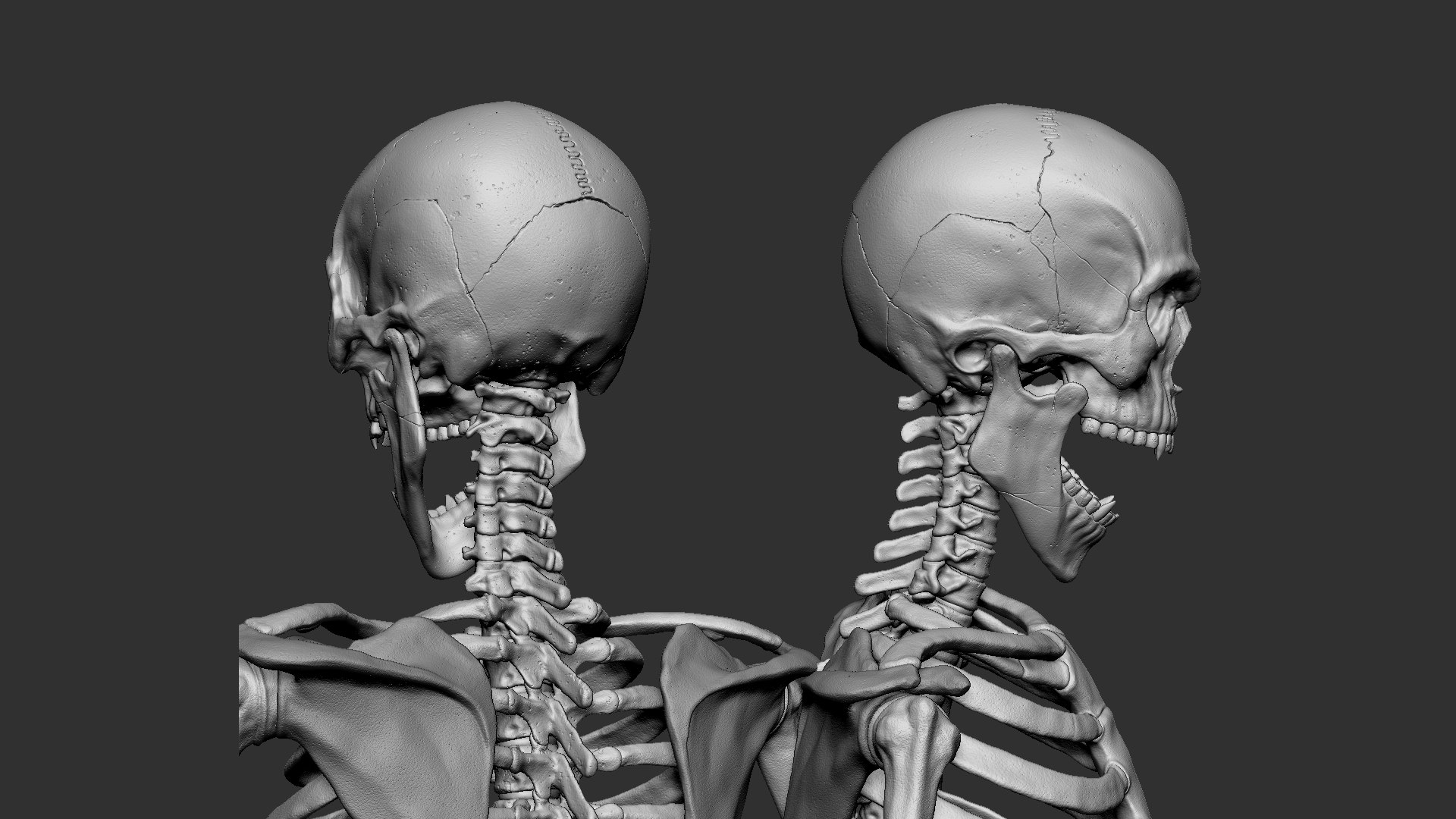 Skeleton Zbrush 3D Model - TurboSquid 1699596