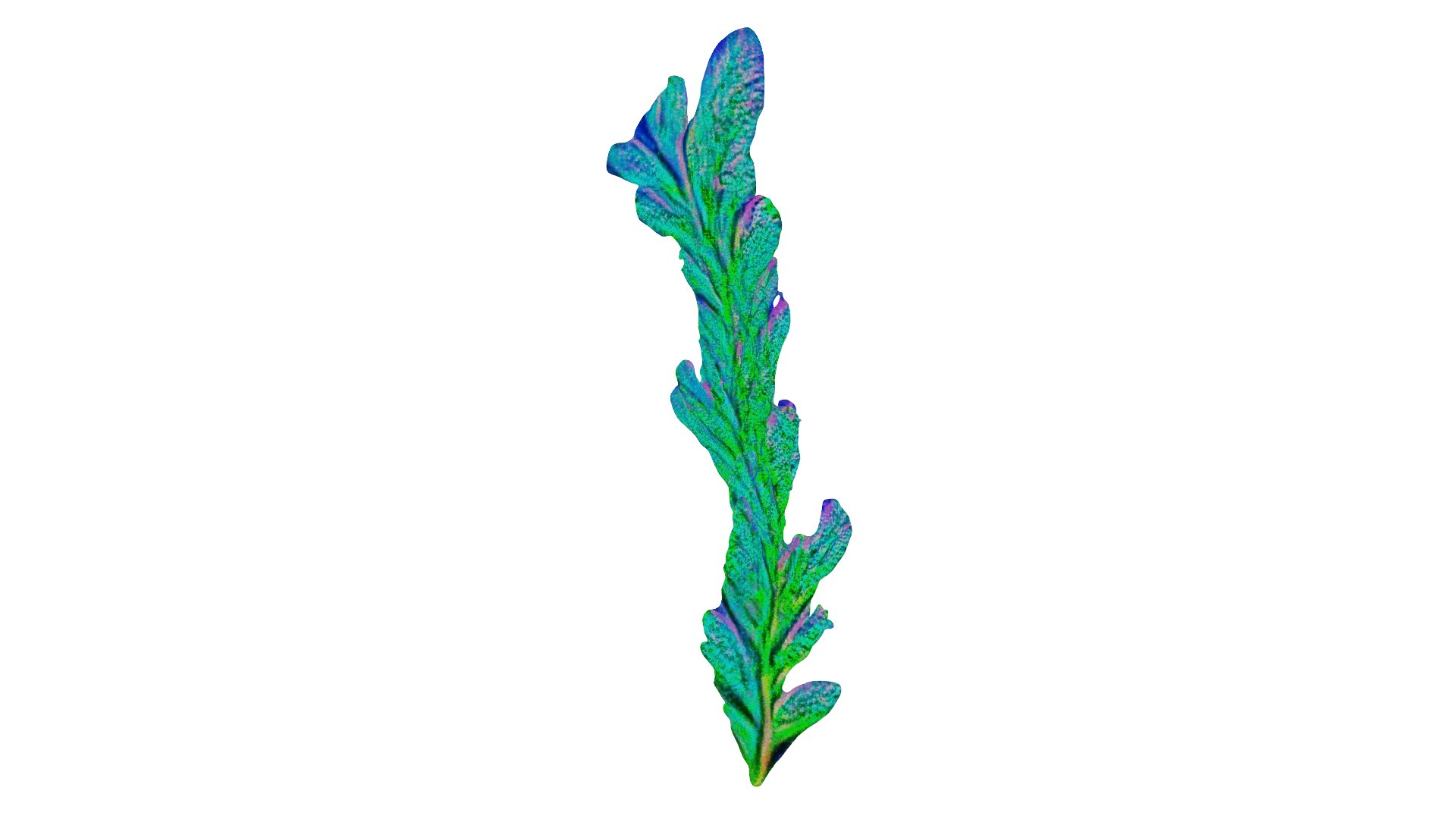 Seaweed Model - TurboSquid 2221408