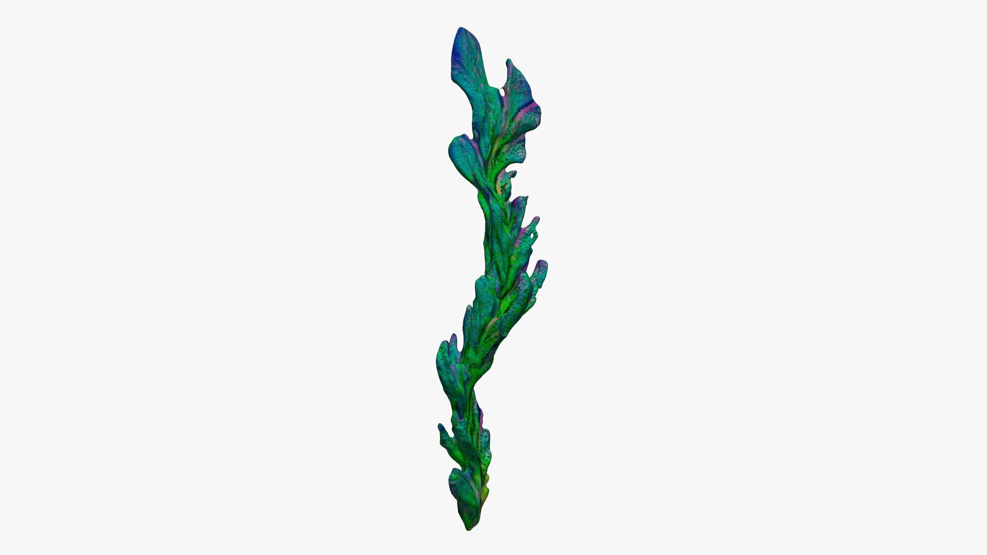 Seaweed Model - TurboSquid 2221408
