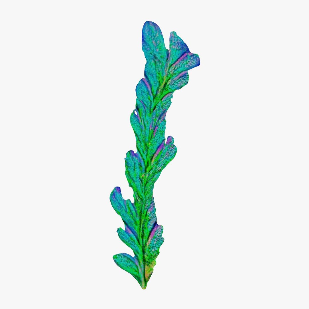 Seaweed Model - TurboSquid 2221408