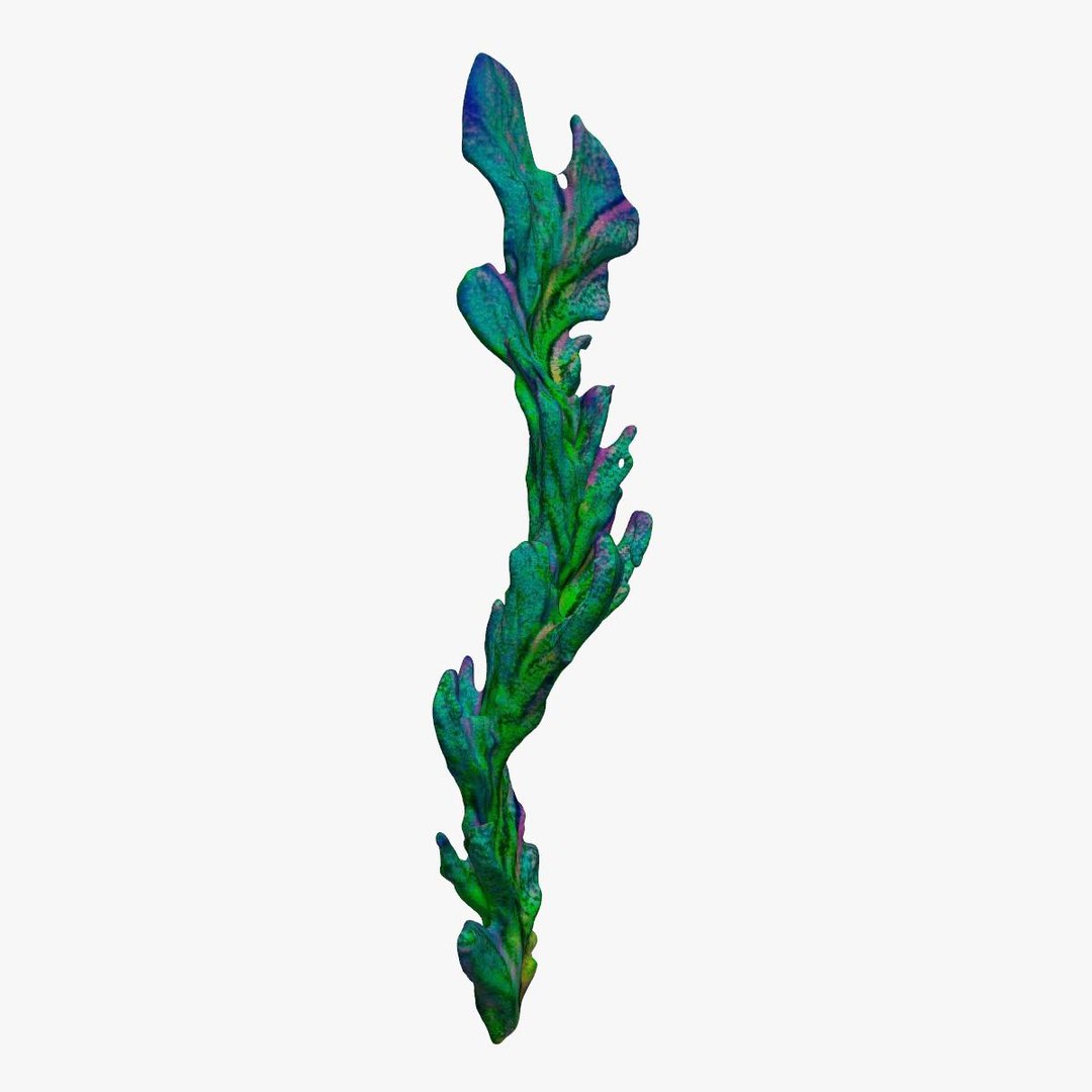 Seaweed Model - TurboSquid 2221408