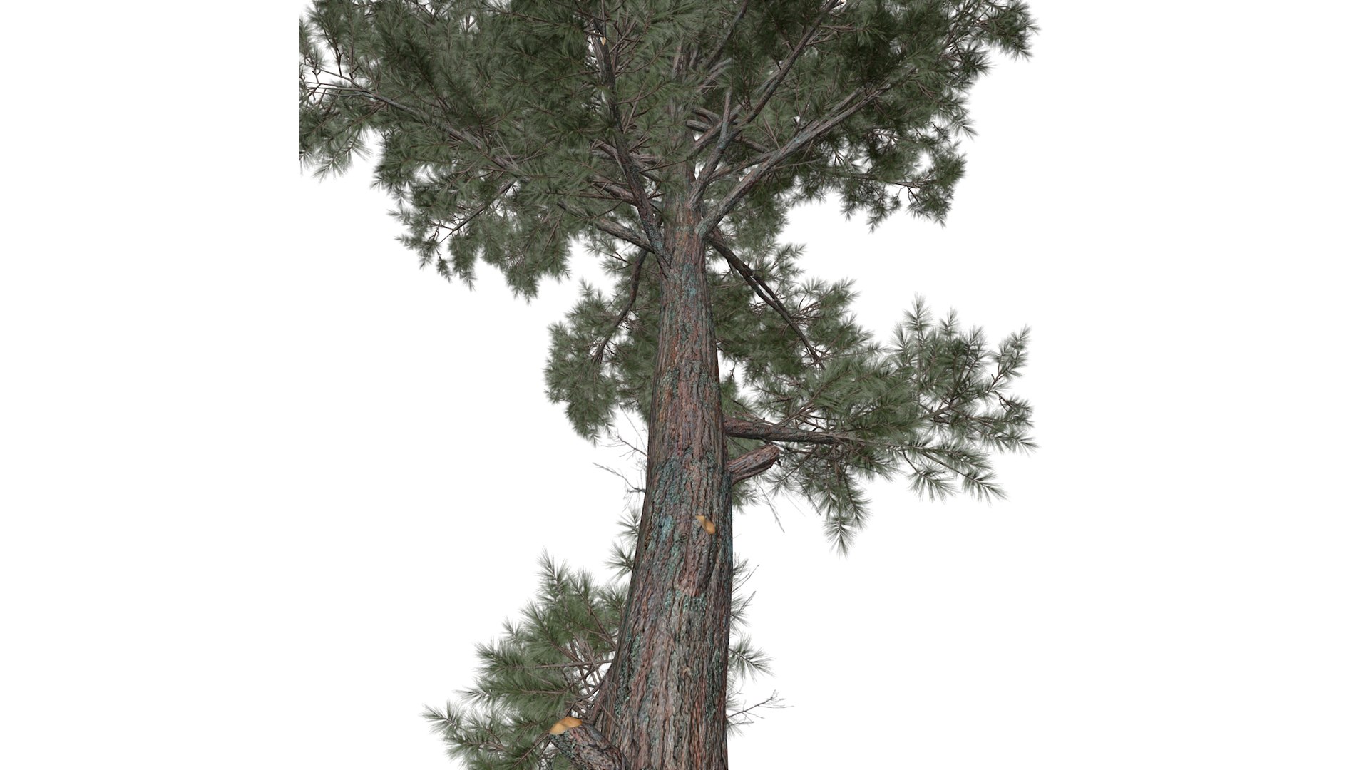 3D Scots Pine Tree - 05 - Model - TurboSquid 2374126