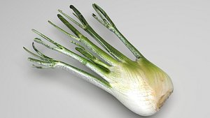 3D Fennel Models - Browse & Download Formats - TurboSquid