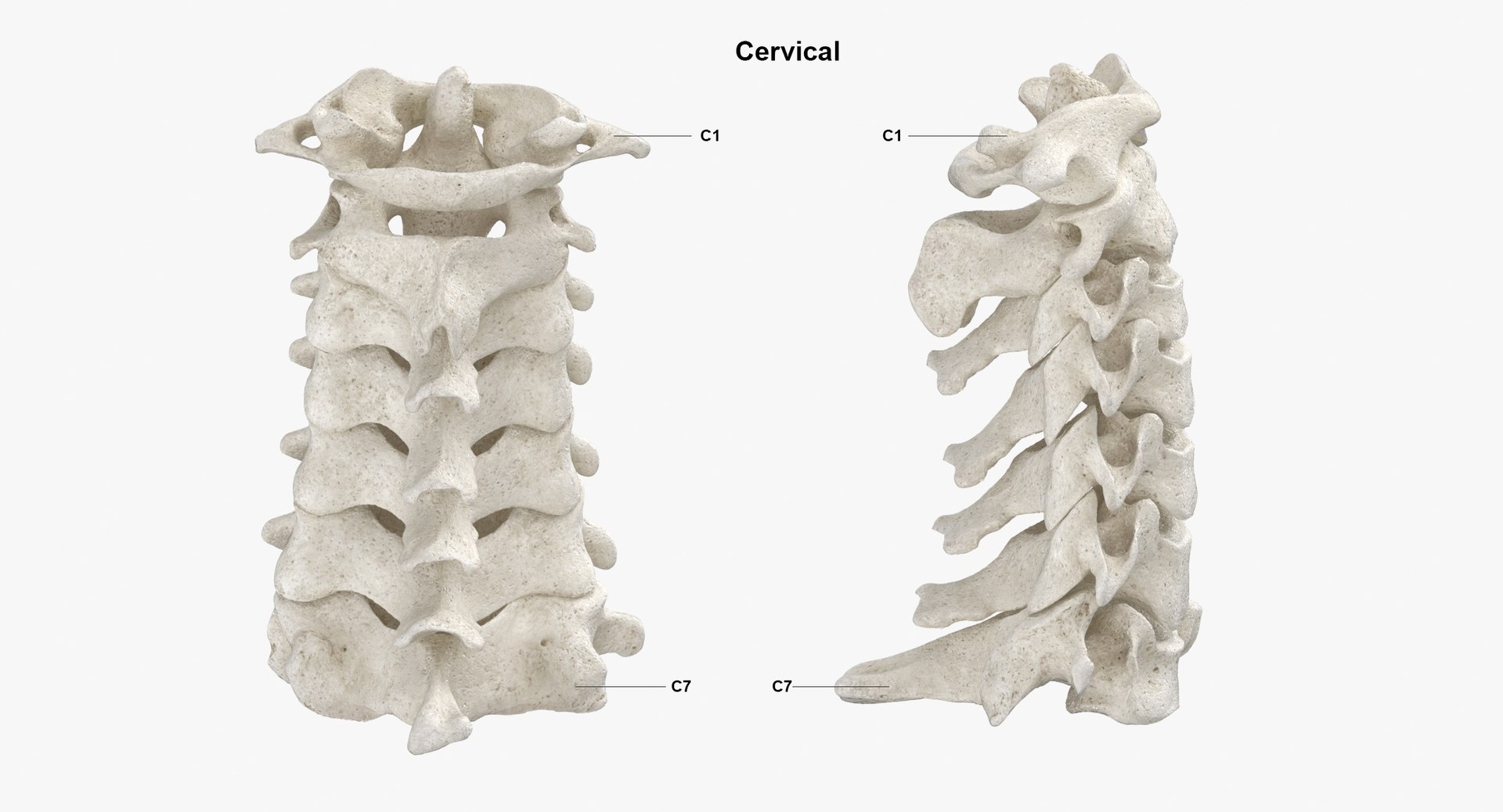 3D Real Human Neck Cervical - TurboSquid 1639920