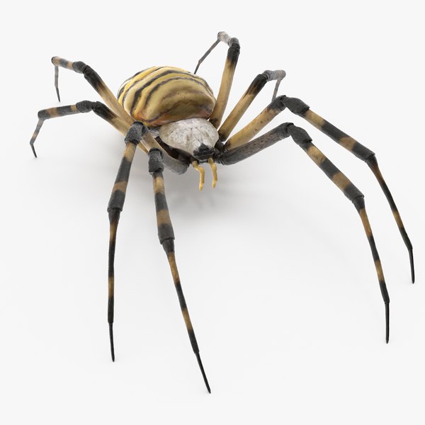 3D Argiope Trifasciata Spider Rigged for Cinema 4D - TurboSquid 1964606