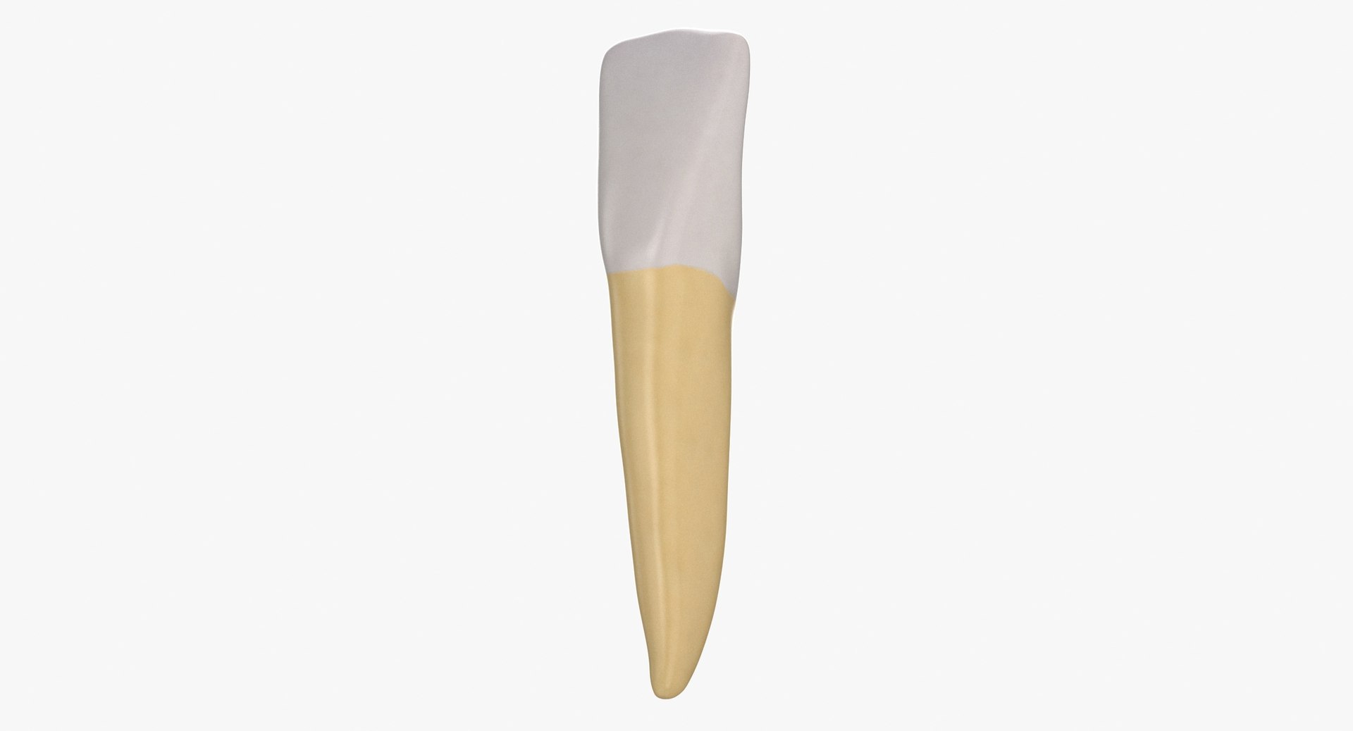 3D Incisor Lower Jaw 02 Model - TurboSquid 1597609