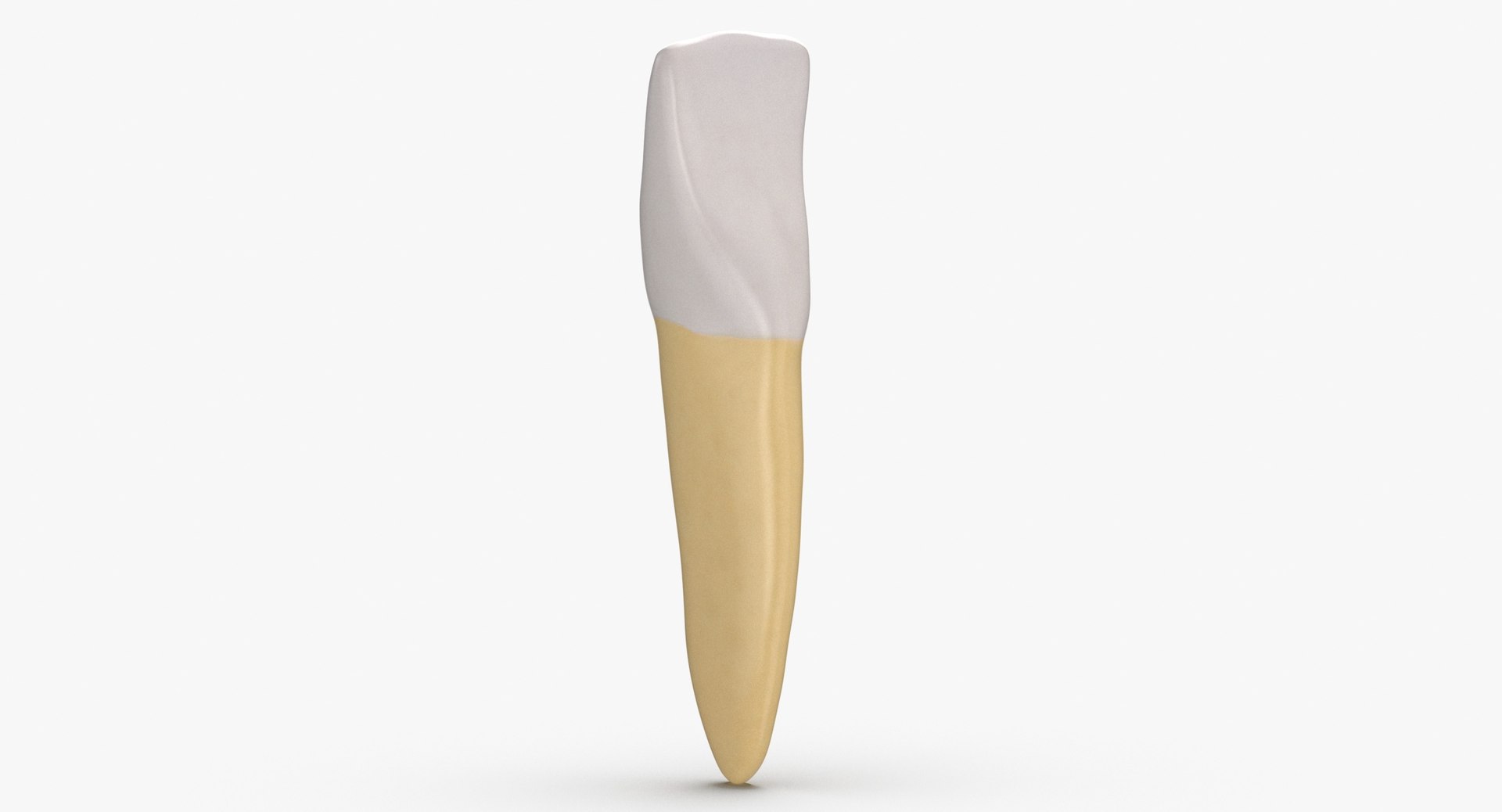 3D Incisor Lower Jaw 02 Model - TurboSquid 1597609