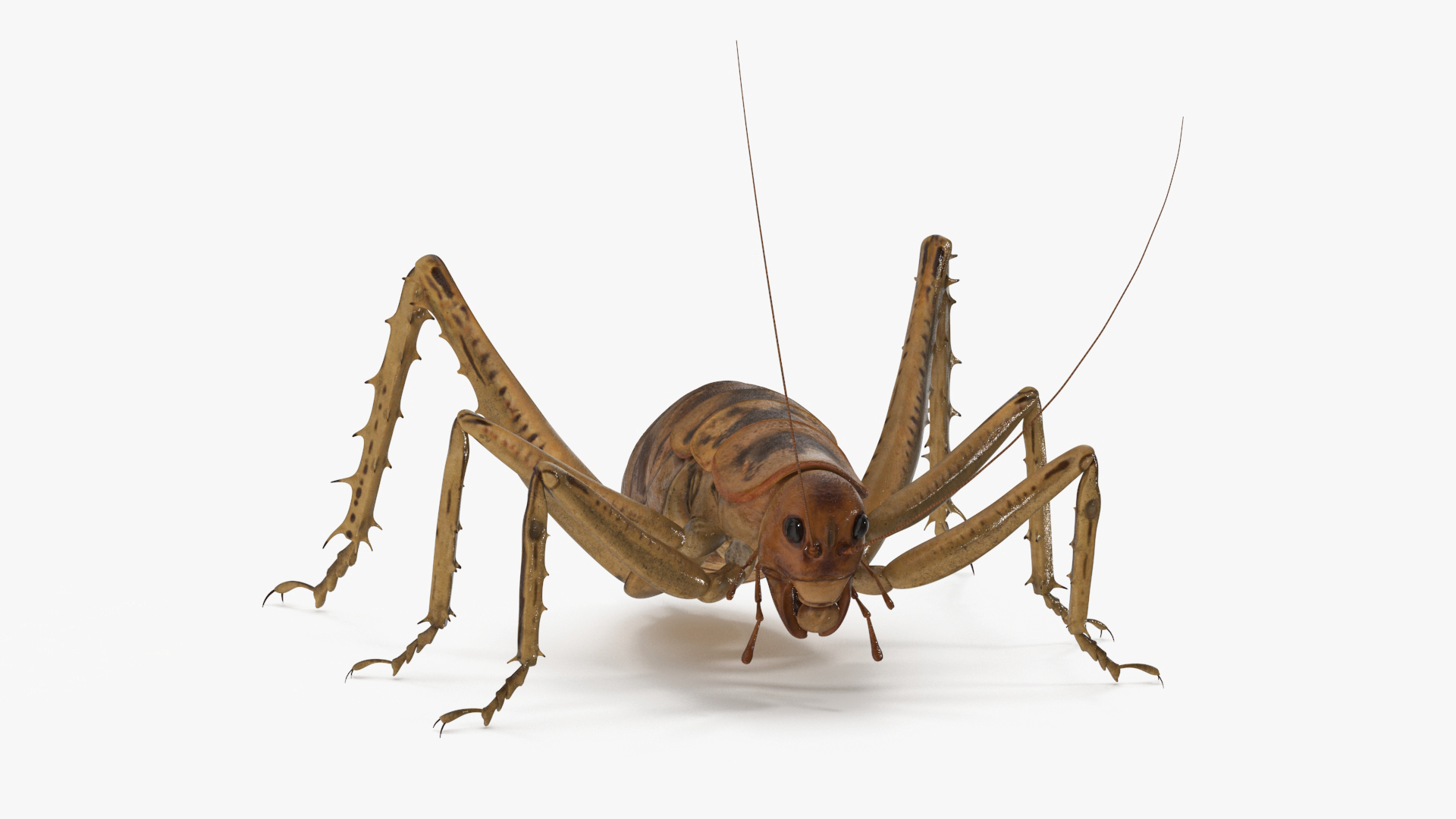 3D Giant Weta Rigged For Maya Model - TurboSquid 2325587