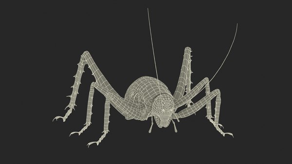modelo 3d Weta gigante preparado para Maya - TurboSquid 2325587