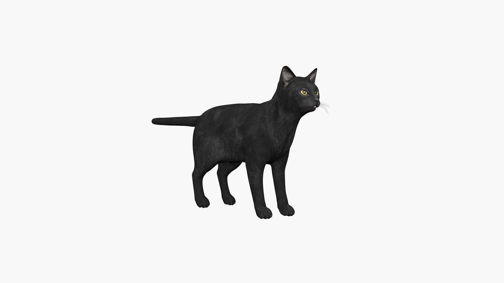 Black Cat 3D Model - TurboSquid 1843978