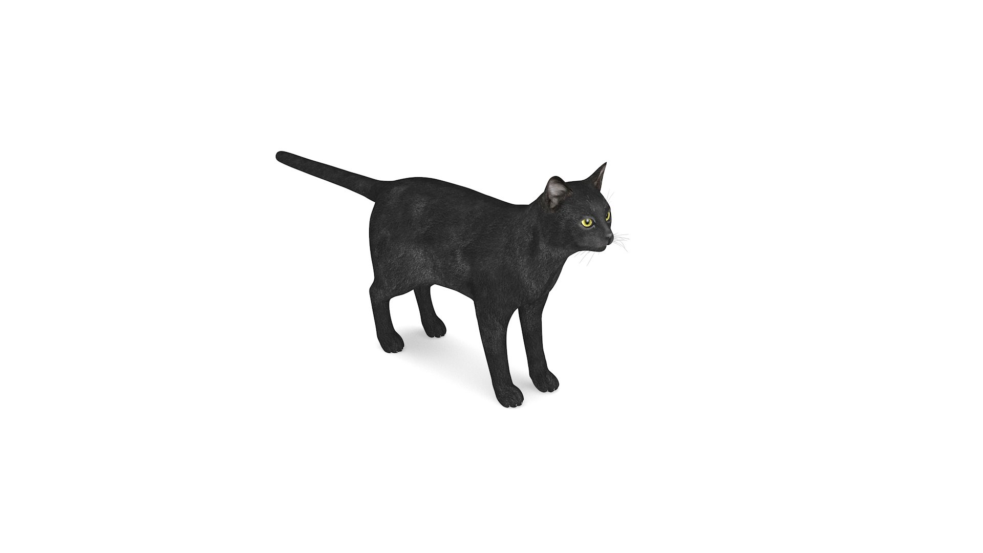 Black Cat 3D Model - TurboSquid 1843978