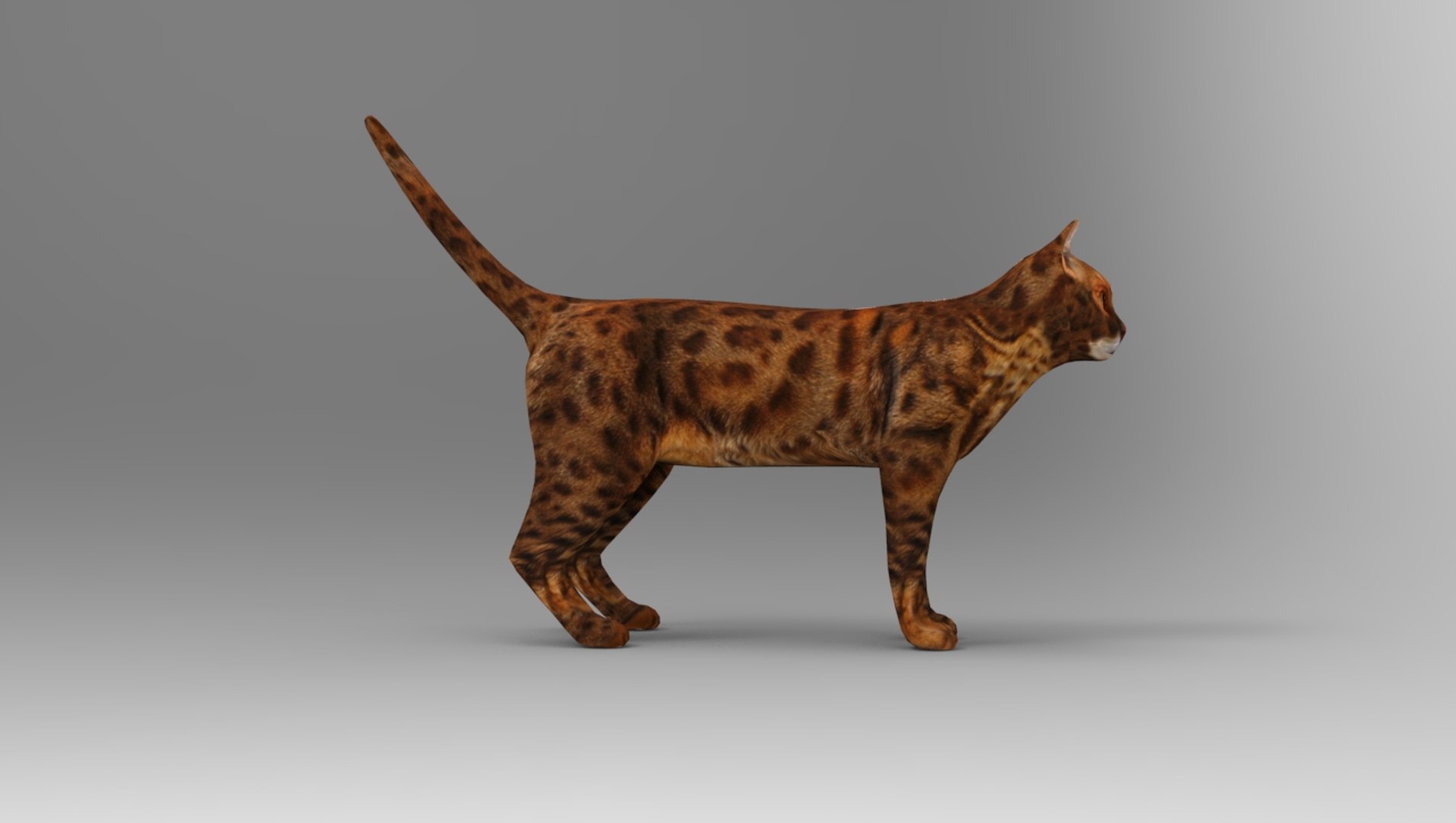 3D Model Cat Rigged | 1142658 | TurboSquid