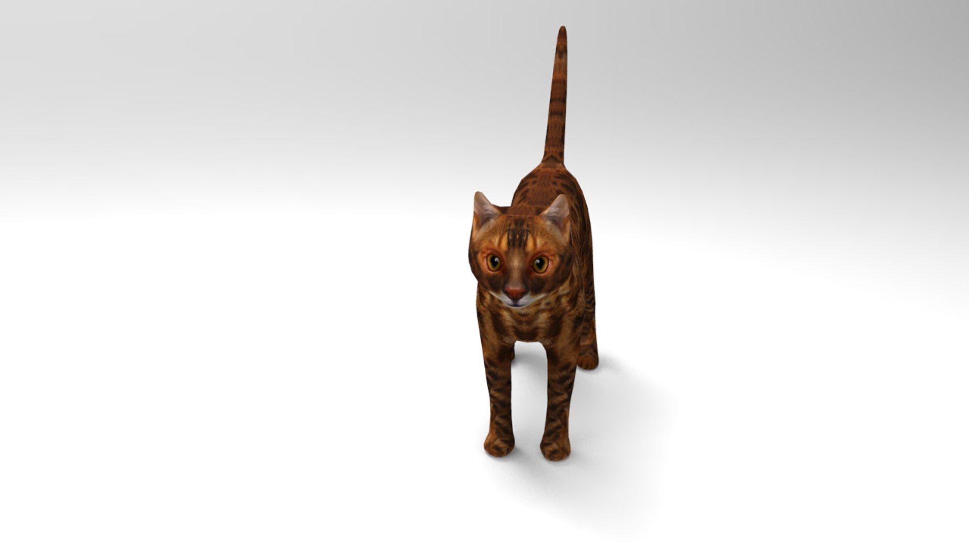 3D Model Cat Rigged | 1142658 | TurboSquid