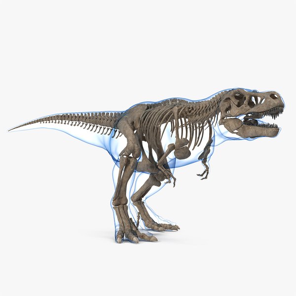 Tyrannosaurus Rex Skeleton 3D Models for Download | TurboSquid