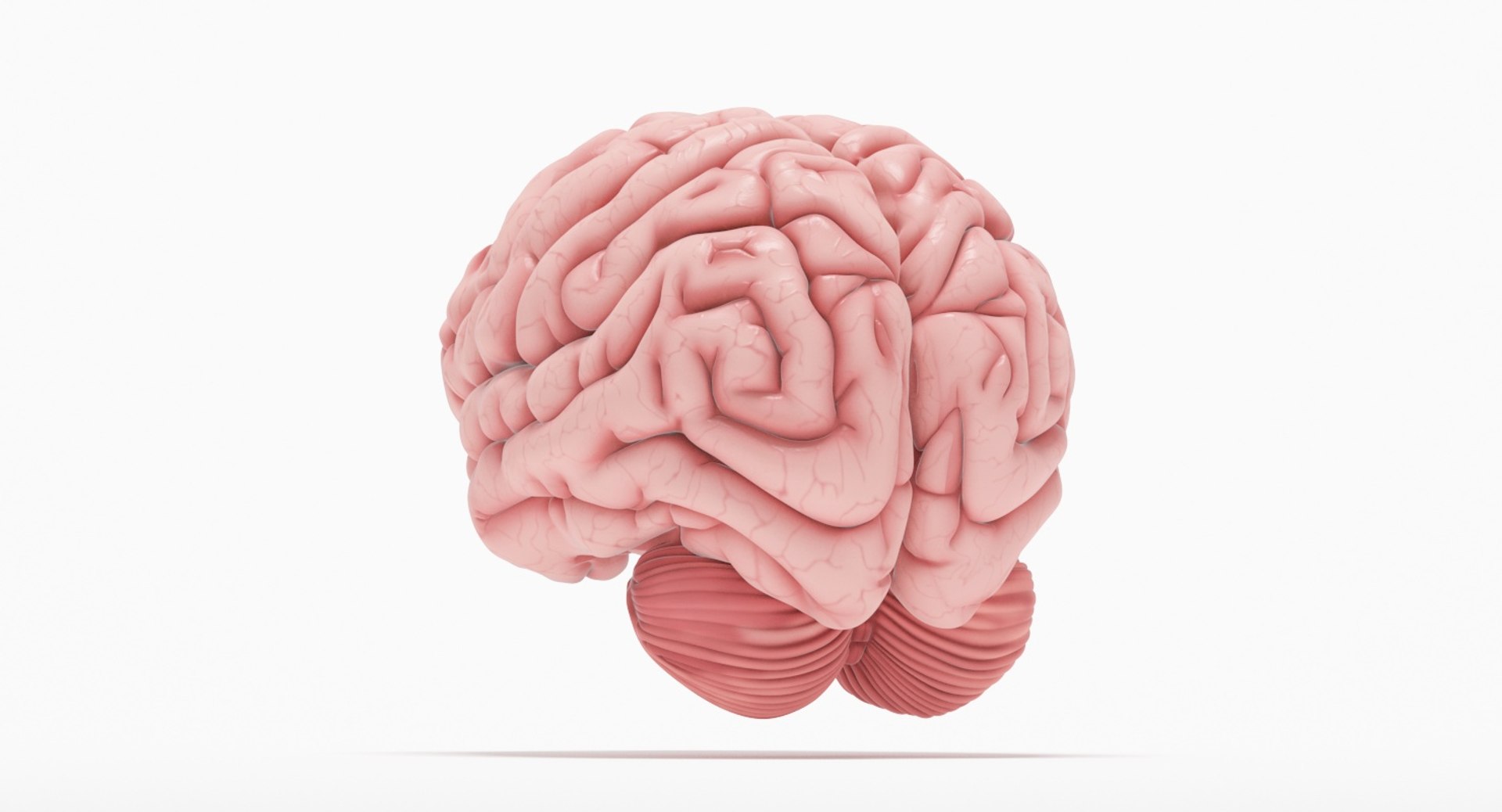 Human Brain Model - TurboSquid 1176652