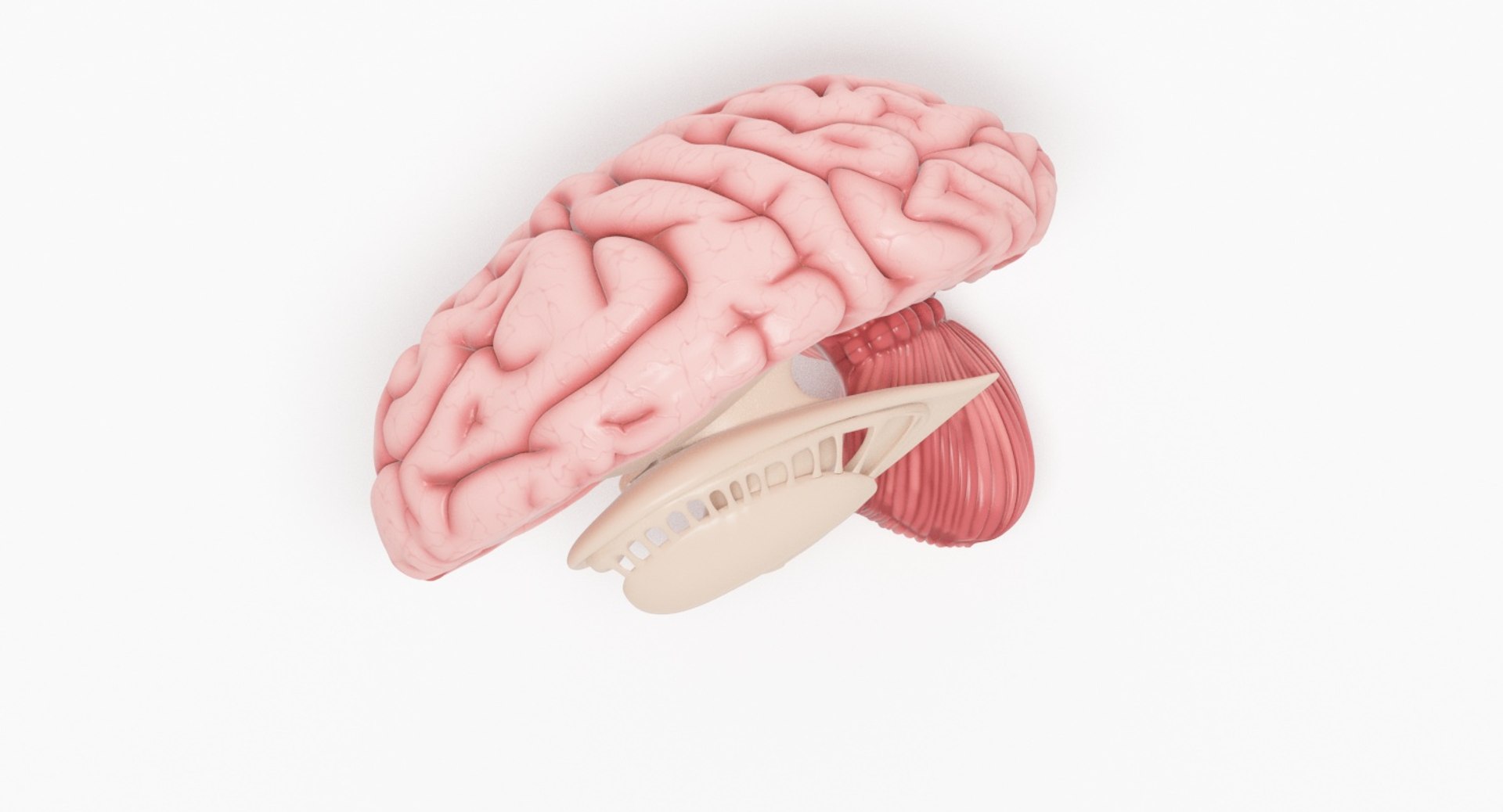Human Brain Model - TurboSquid 1176652