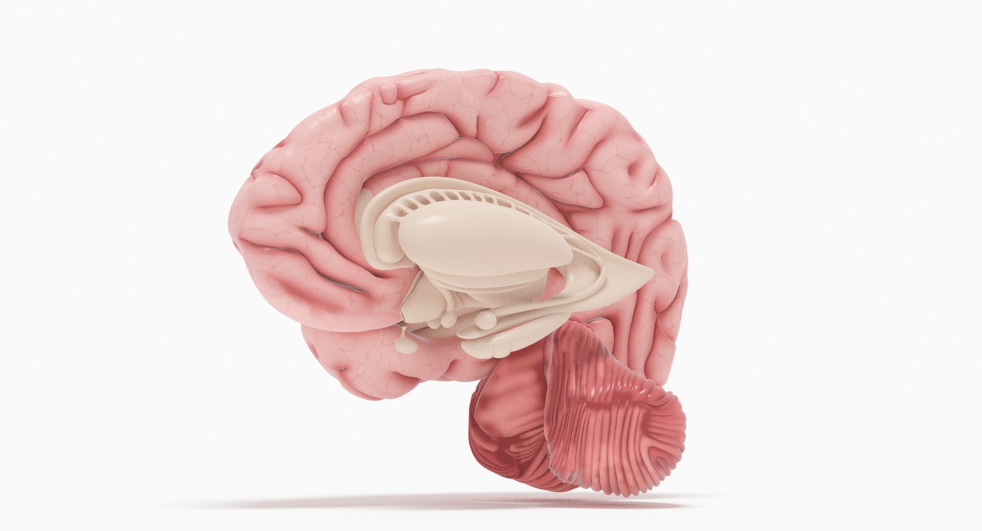 Human Brain Model - TurboSquid 1176652