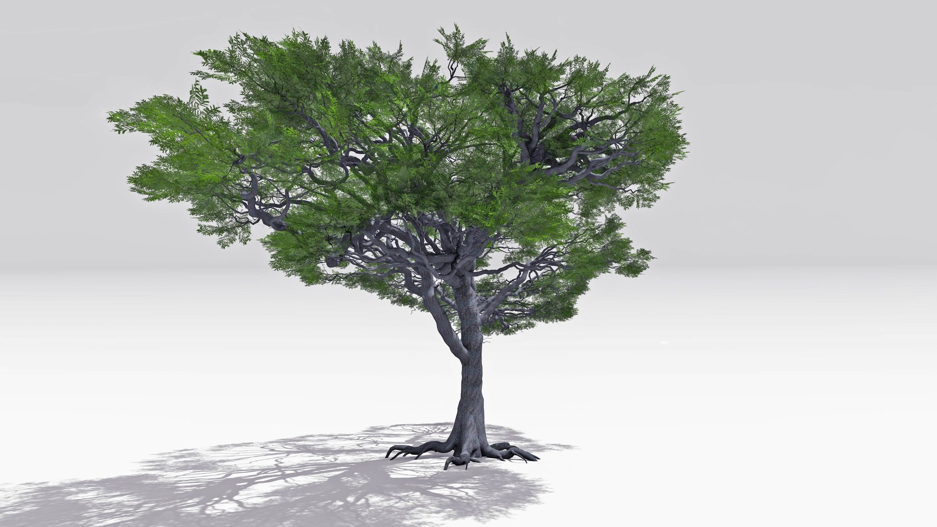 3D African Acacia Tree-S4 - TurboSquid 2366953