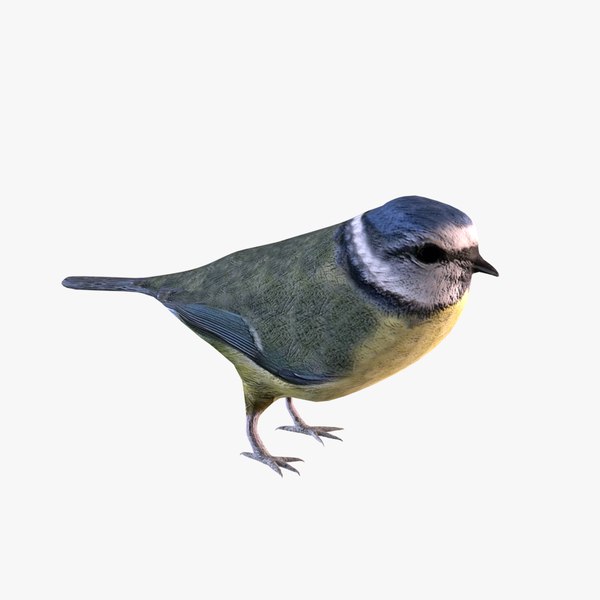 3ds nightingale bird