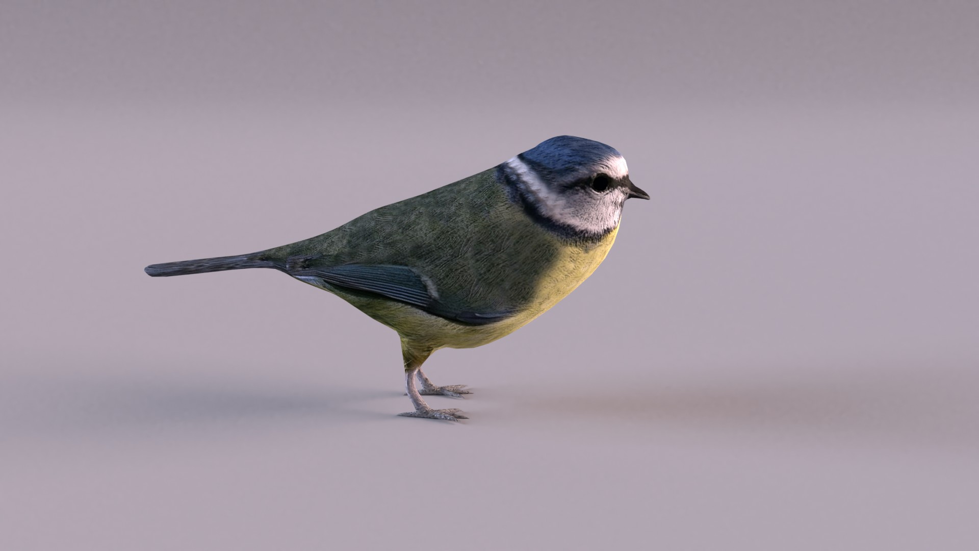 3ds nightingale bird