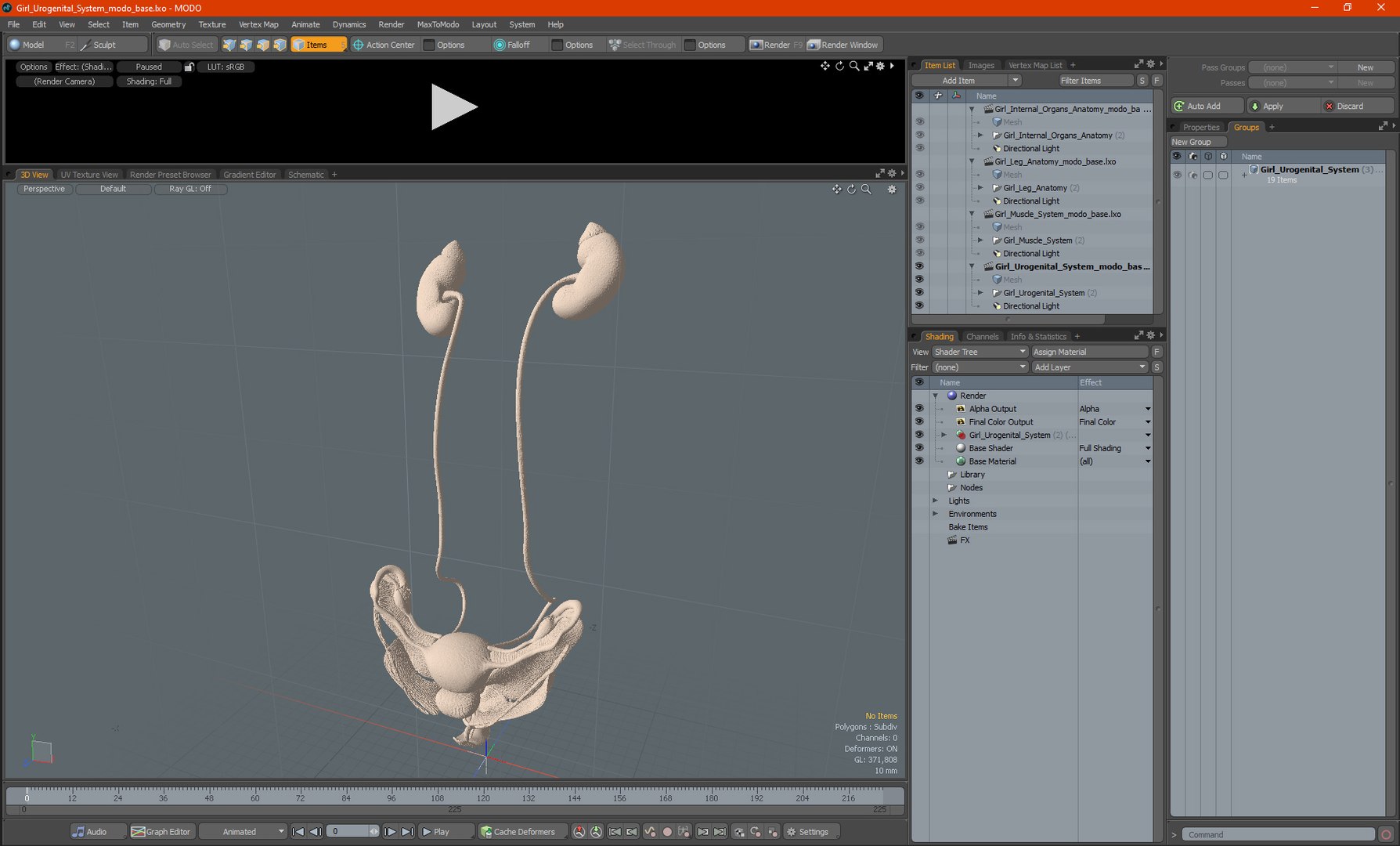 Girl Urogenital System 3D - TurboSquid 1951705