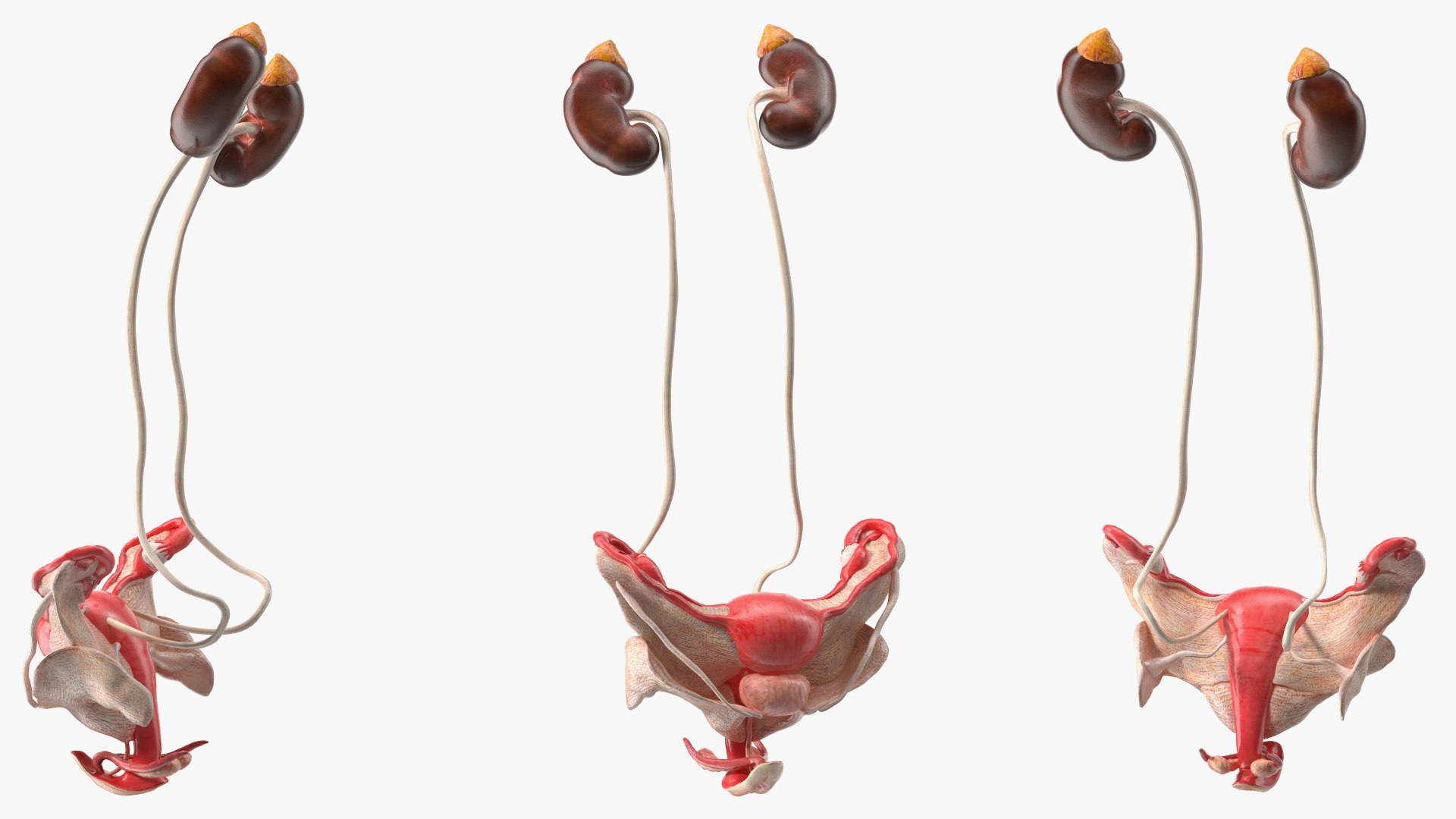 Girl Urogenital System 3D - TurboSquid 1951705