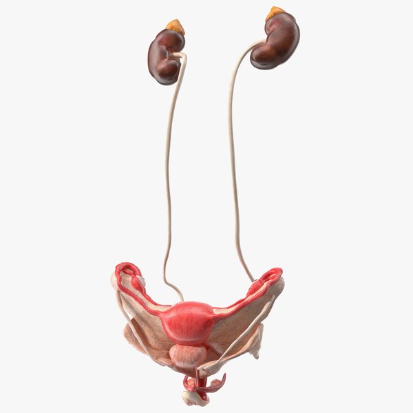 3D 3D Model of Female Reproductive System v2 - TurboSquid 2084000