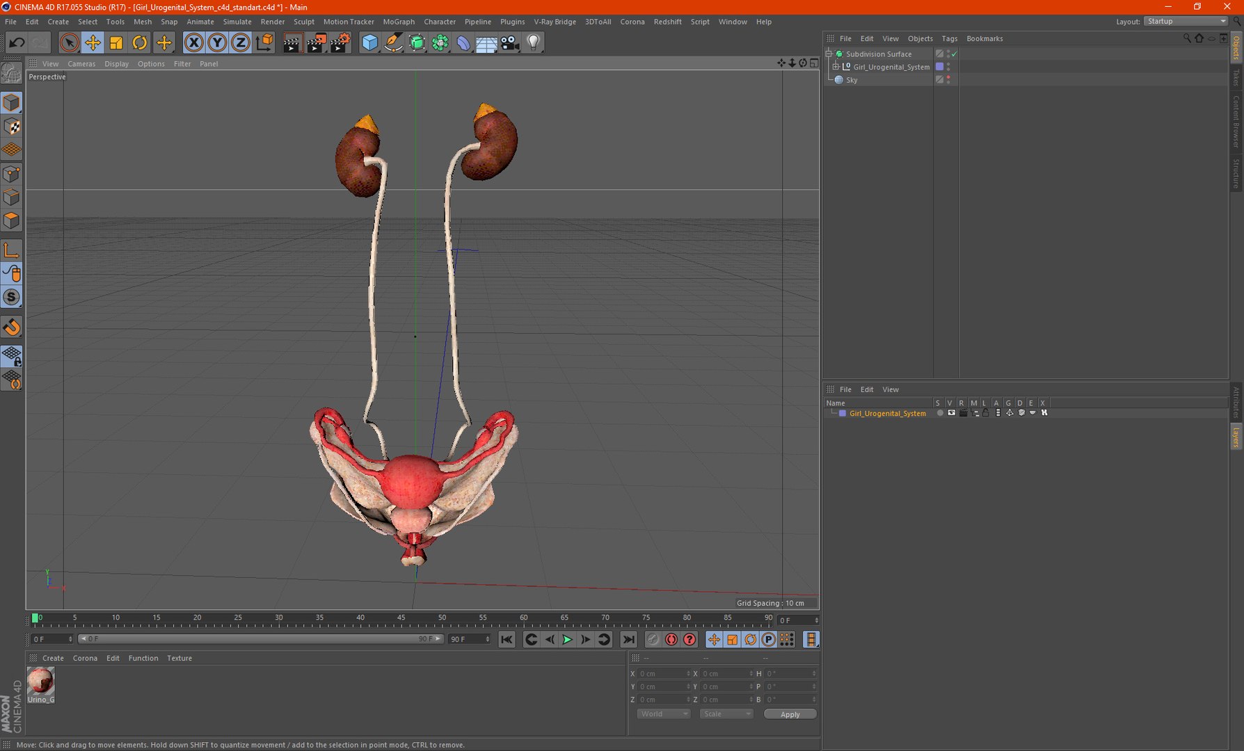 Girl Urogenital System 3D - TurboSquid 1951705