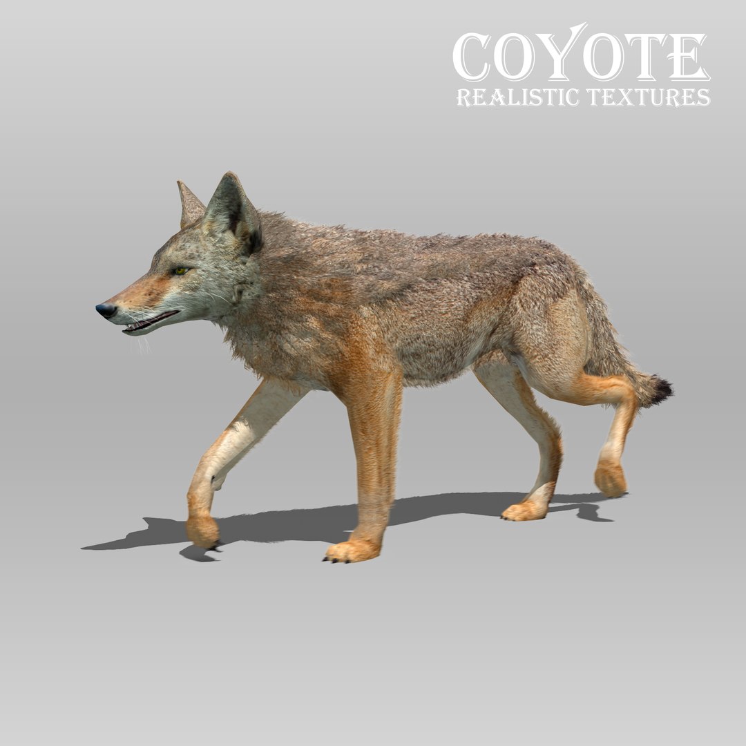 3D Coyote Animations Model - TurboSquid 1227740