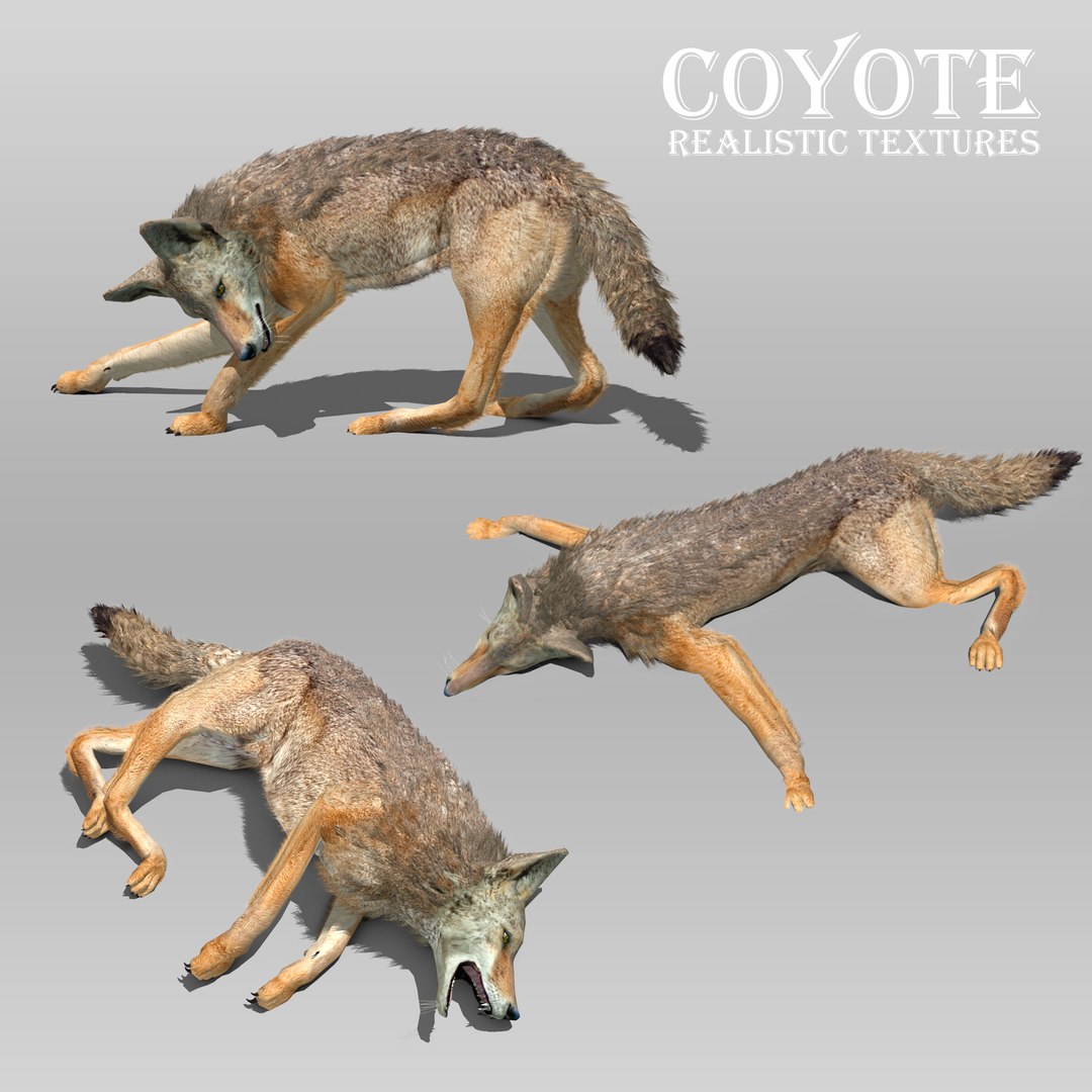 3D Coyote Animations Model - TurboSquid 1227740