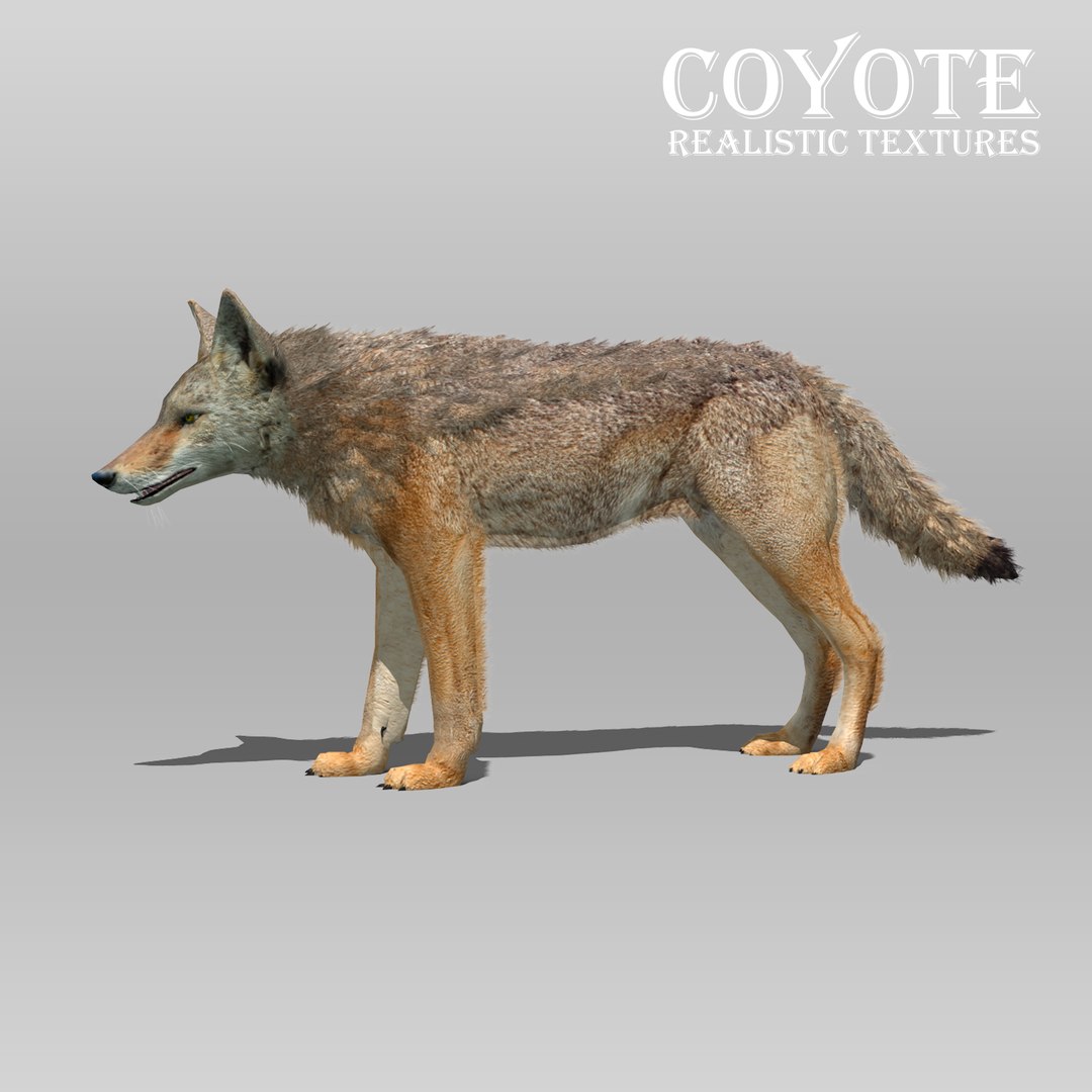 3D Coyote Animations Model - TurboSquid 1227740