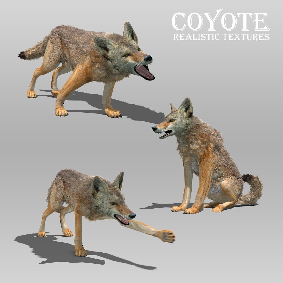 3D Coyote Animations Model - TurboSquid 1227740