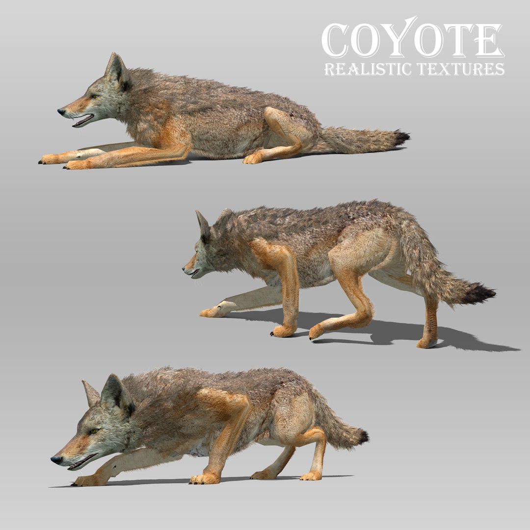 3D Coyote Animations Model - TurboSquid 1227740