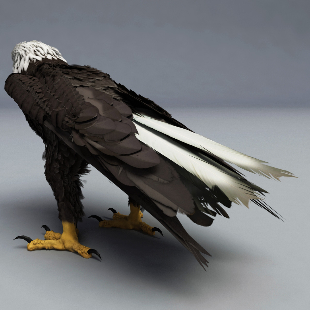 3d bald eagle pose 6 model