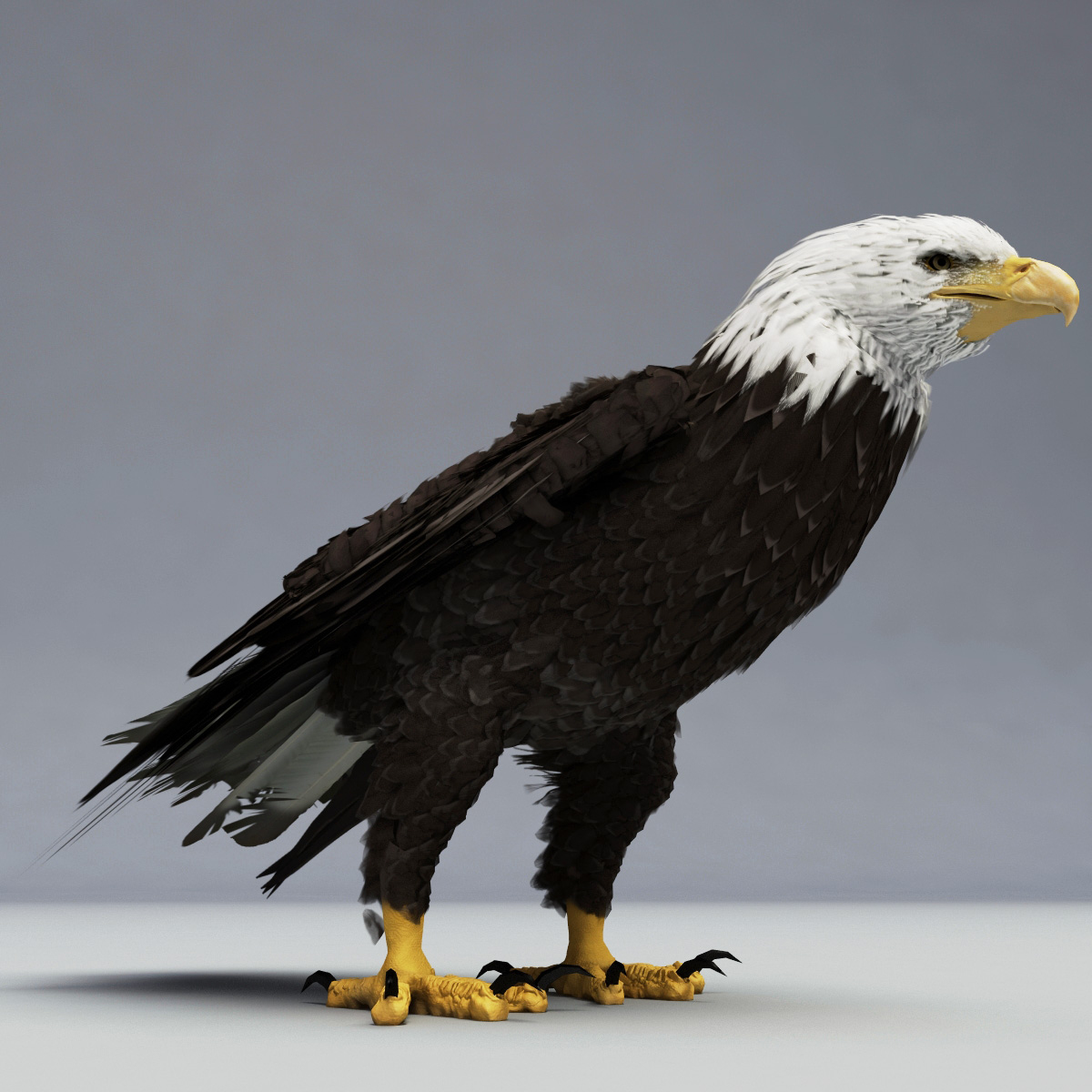 3d bald eagle pose 6 model